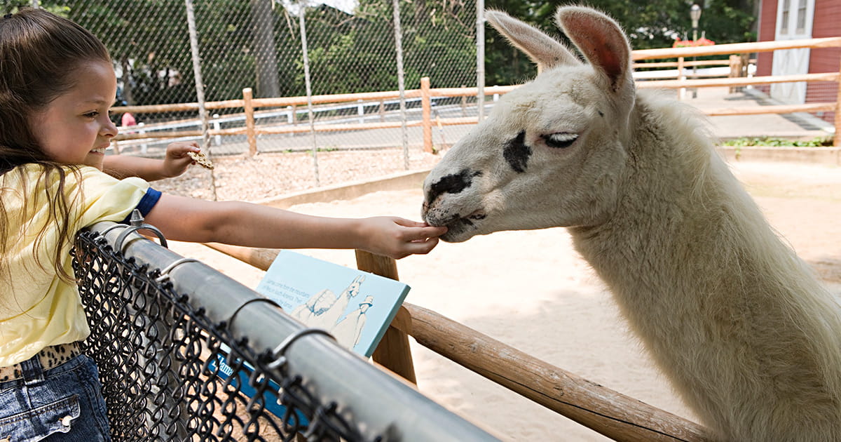 5 Exotic Animal Sanctuaries Where You Can Visit or Volunteer
